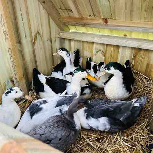 BUILDING THE PERFECT Duck House EP.1095 – GrowYourOwn CookYourOwn